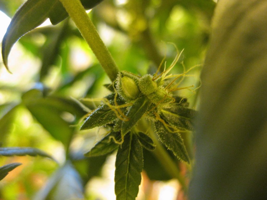 How to Plant Weed Seeds: Indoors & Outdoors - cbdication